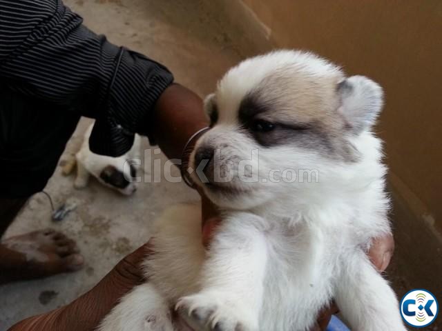 Russian Spitz puppies