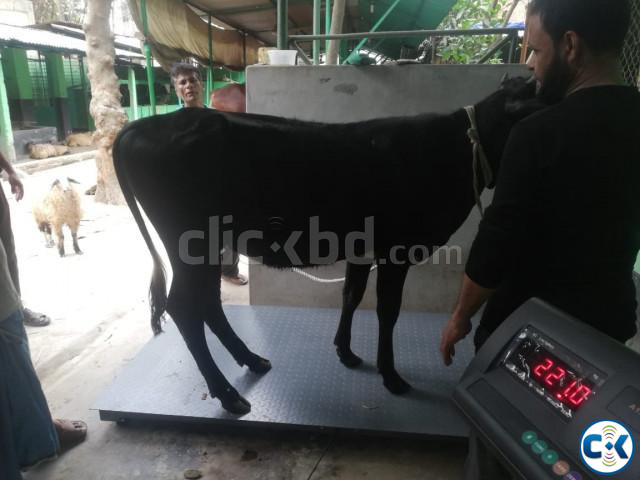 Cow measure scale